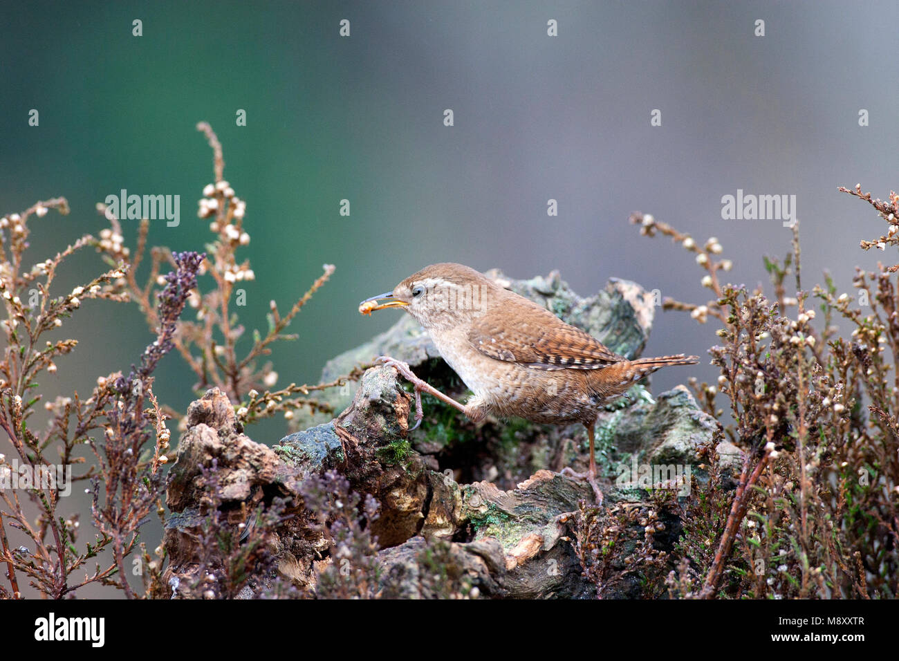 Roy de forest hi-res stock photography and images - Alamy