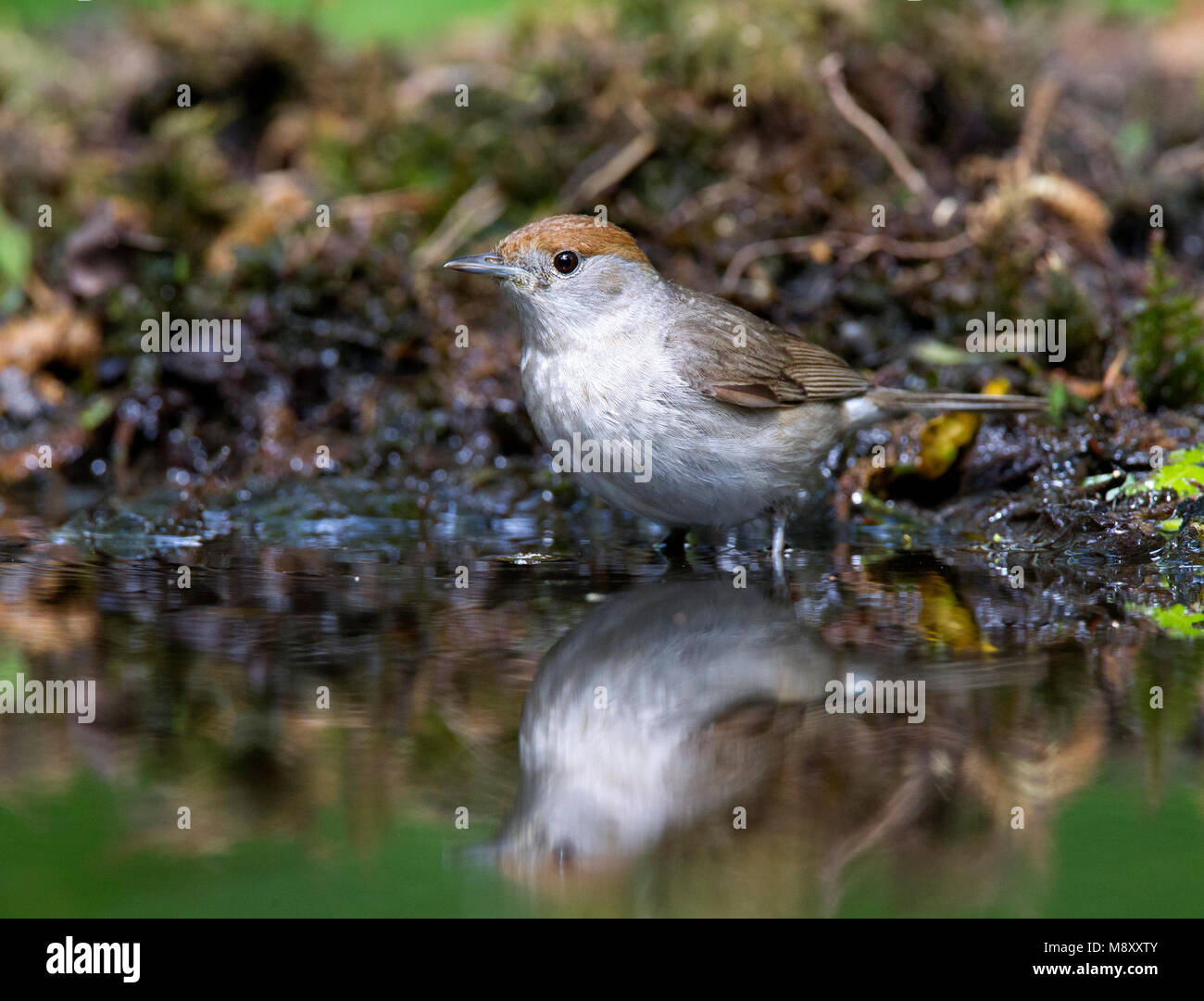 Vrouwtje Zwartkop, Blackcap female Stock Photo - Alamy