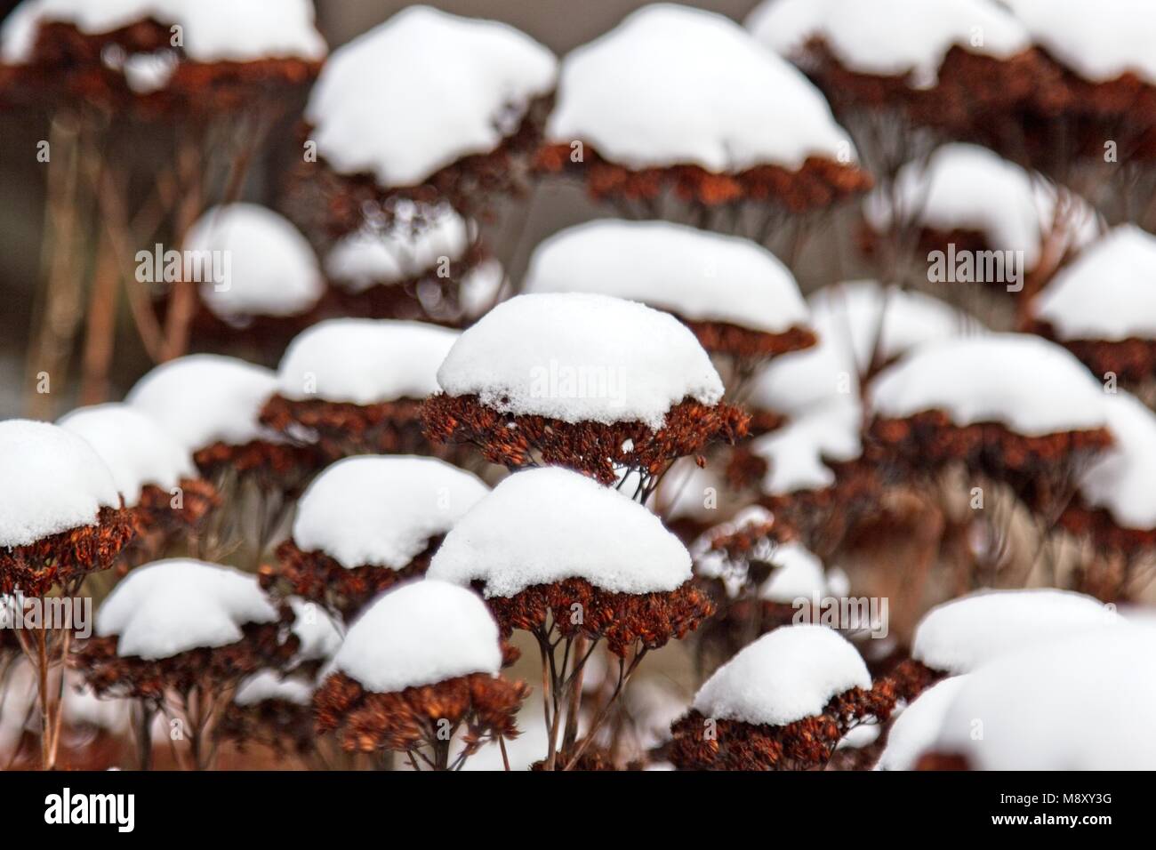 Snow capped plants hi-res stock photography and images - Alamy