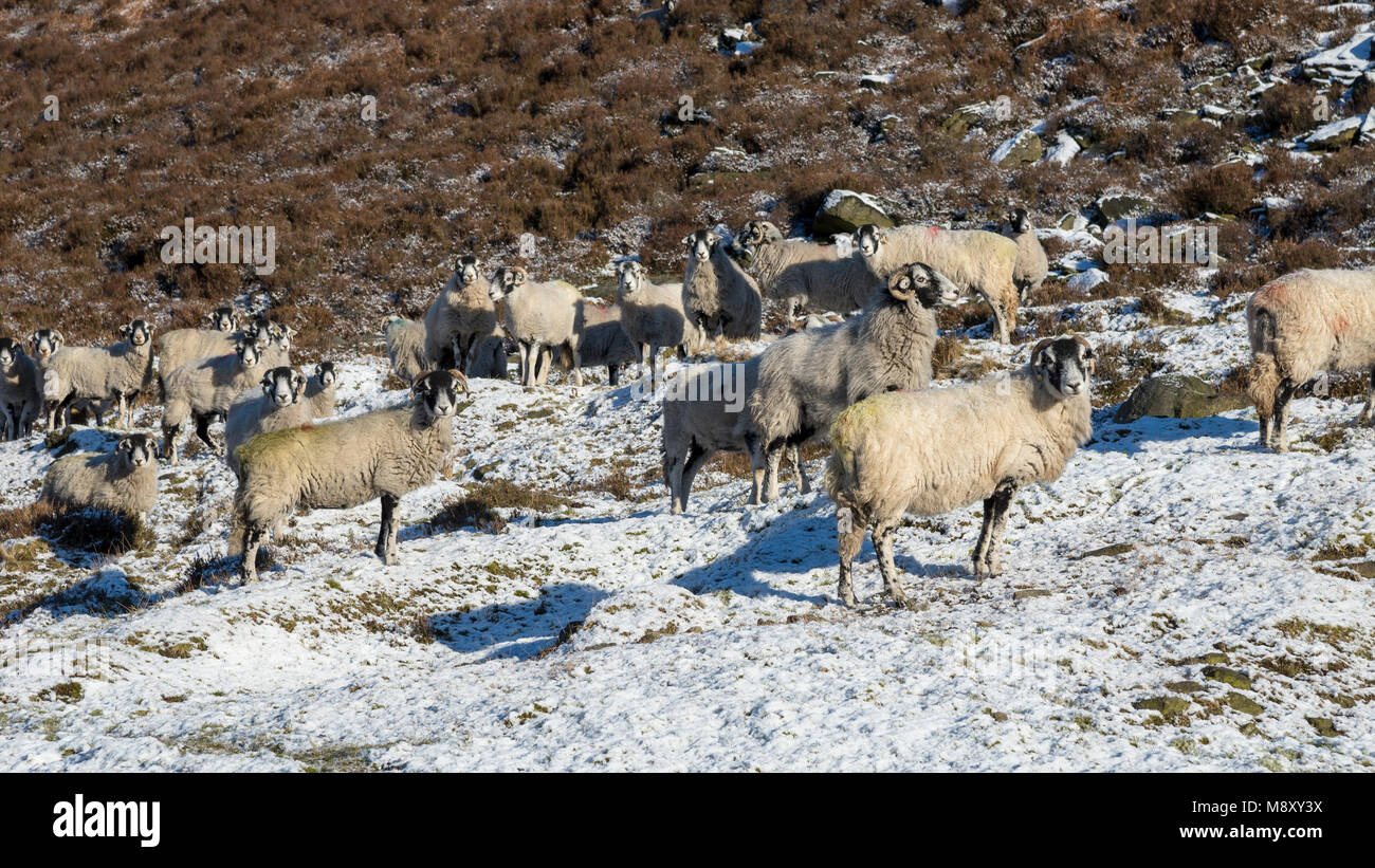 Sheep in the north pennines hi-res stock photography and images - Alamy