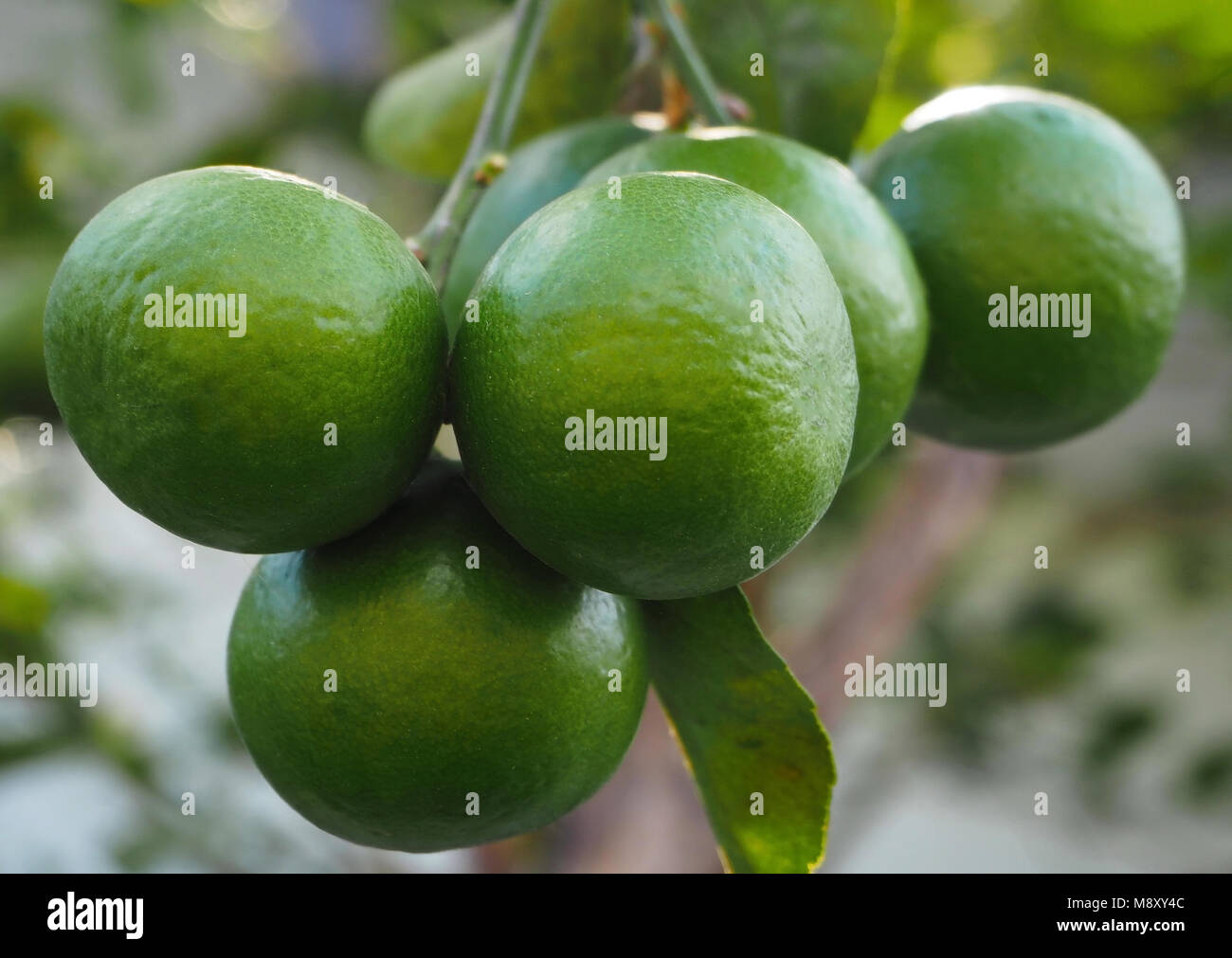 A Bunch of Lemons on a Lemon Tree Stock Photo - Alamy