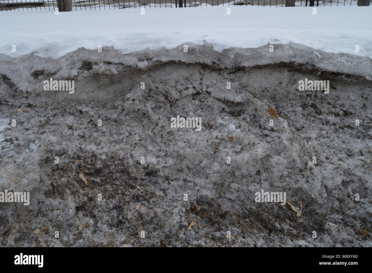 Dirty loose spring snow, white snow melts, spring background Stock ...