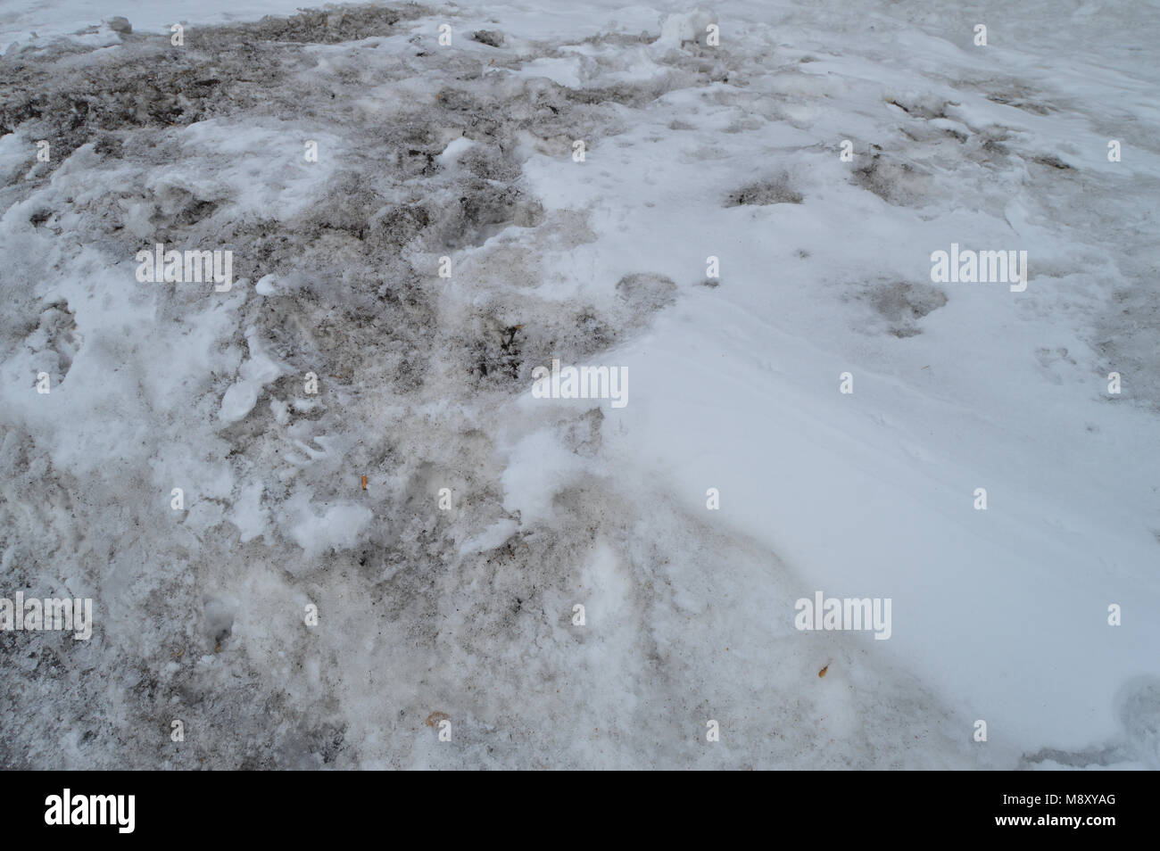 Spring background is a dirty loose snow melting outdoors Stock Photo ...
