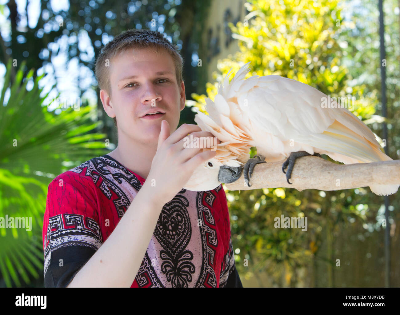 The young man scratches a white cockatoo parrot on a cop Stock Photo ...