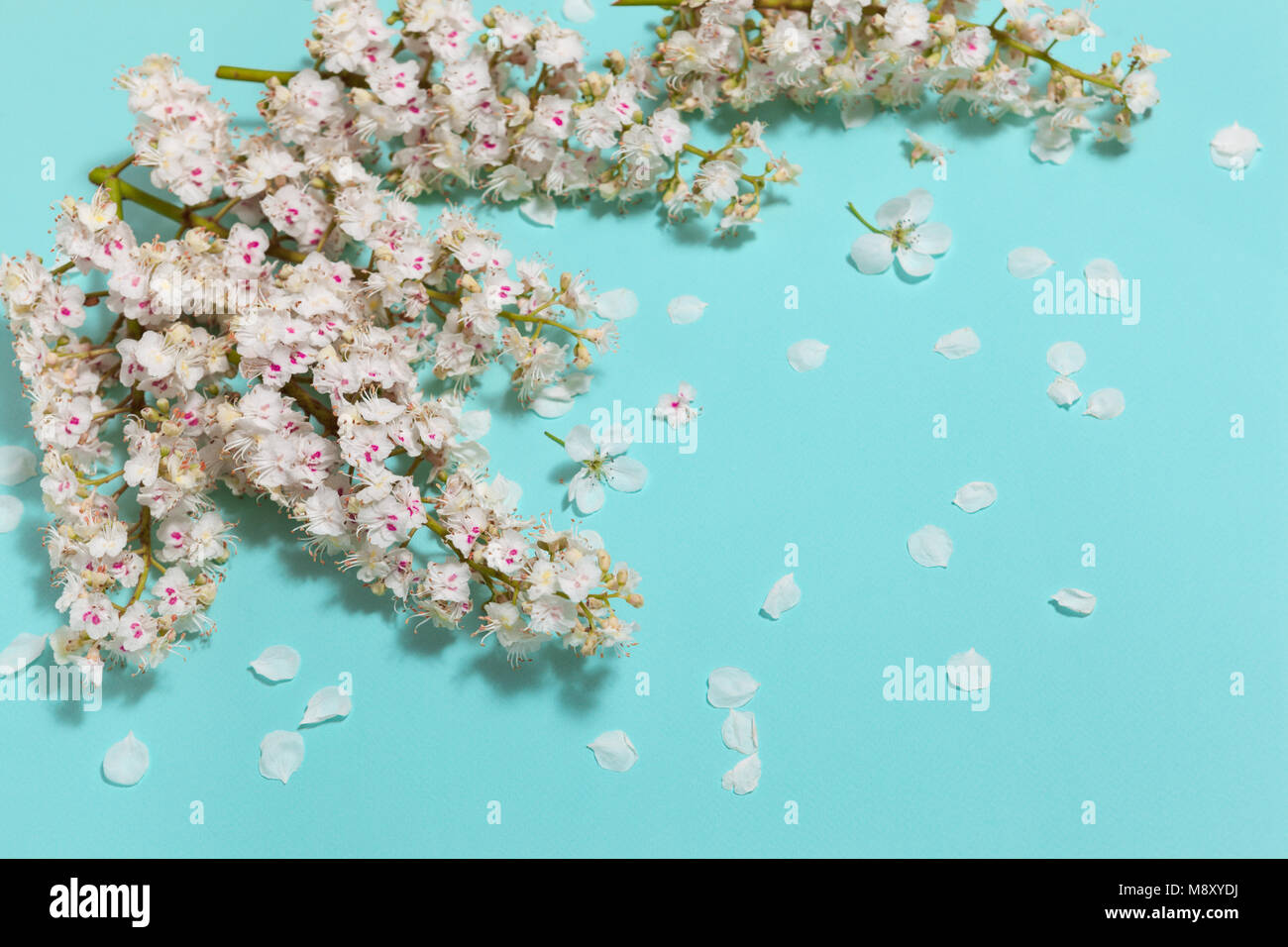 Mint horizontal background with spring chestnut flowers Stock Photo - Alamy