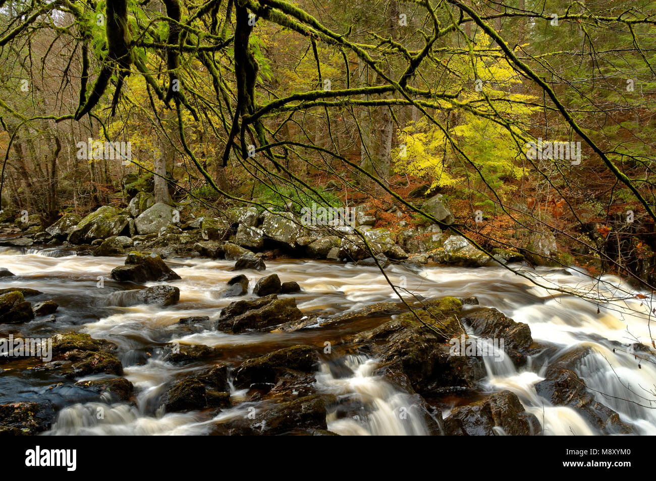 The Braan River flowing through the woodland of the Hermitage, Dunkeld ...