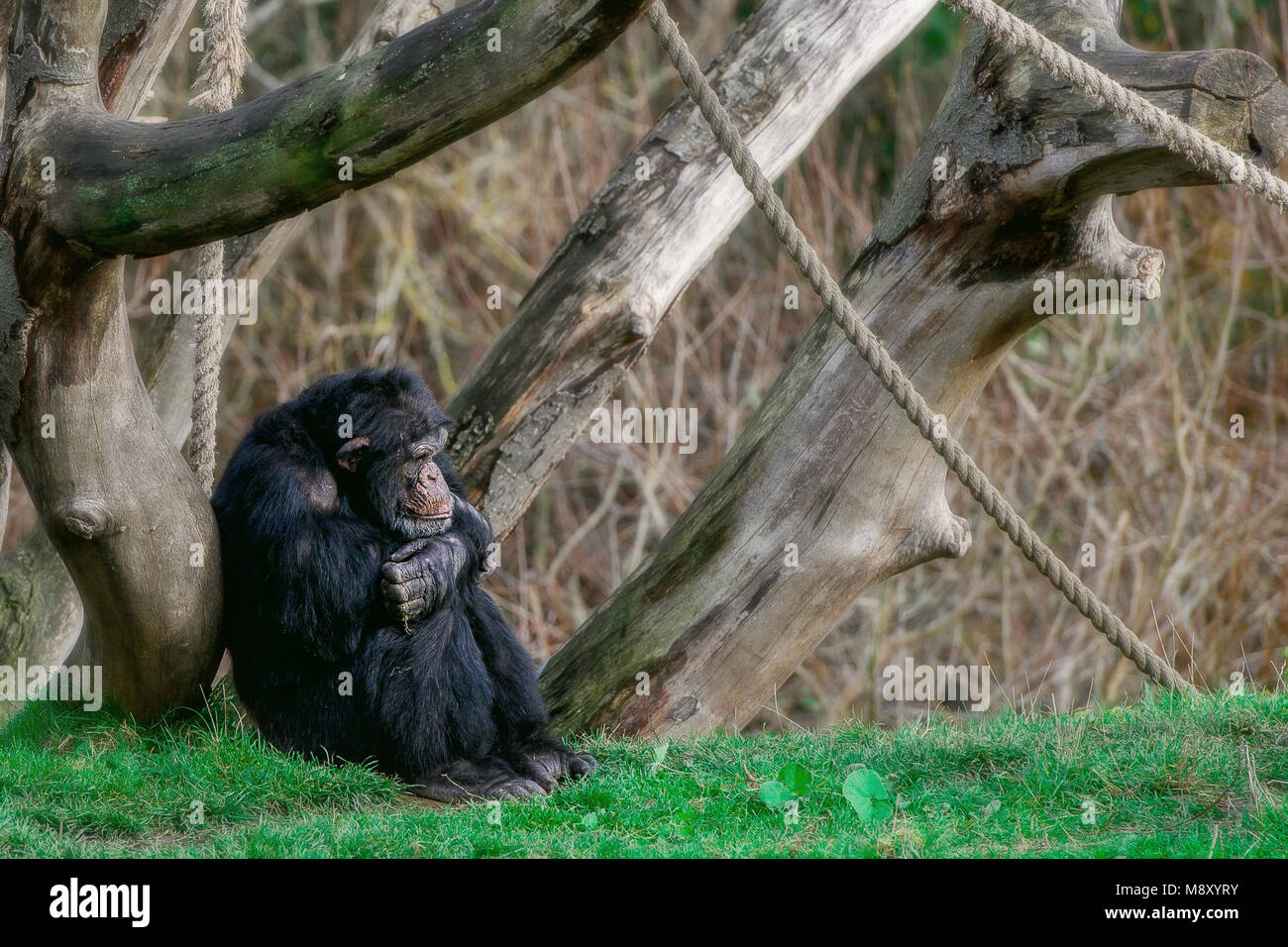 Chimpanzee in Dublin zoo expressing emotion Stock Photo - Alamy