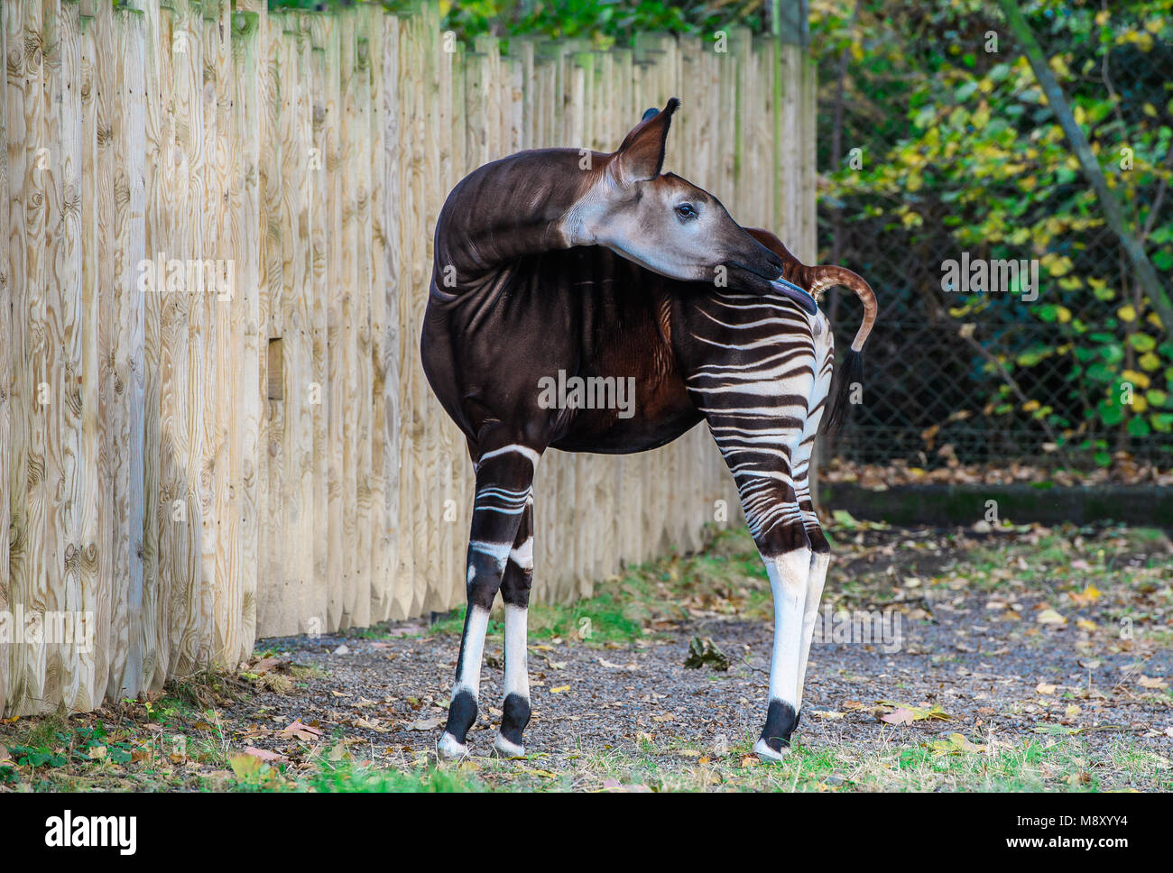 Beautiful Okapi in Dublin Zoo Stock Photo - Alamy
