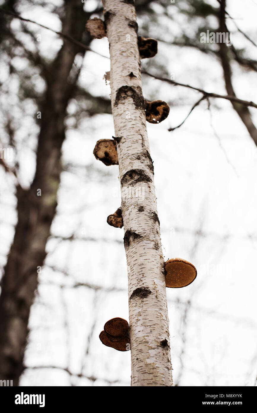A birch (Betula) tree with lichens growing up the trunk in Brookline ...