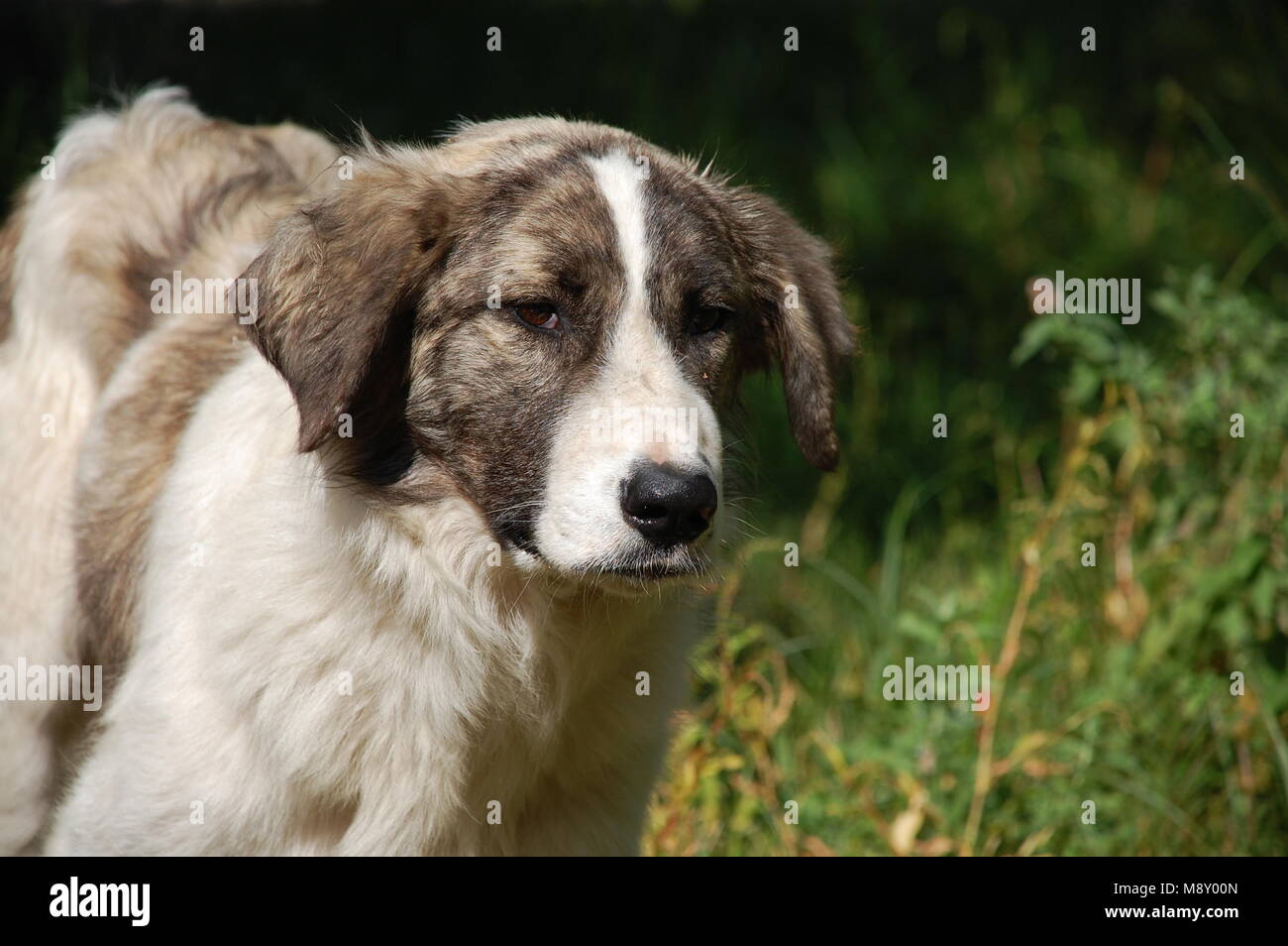Pastoral dog hi-res stock photography and images - Alamy