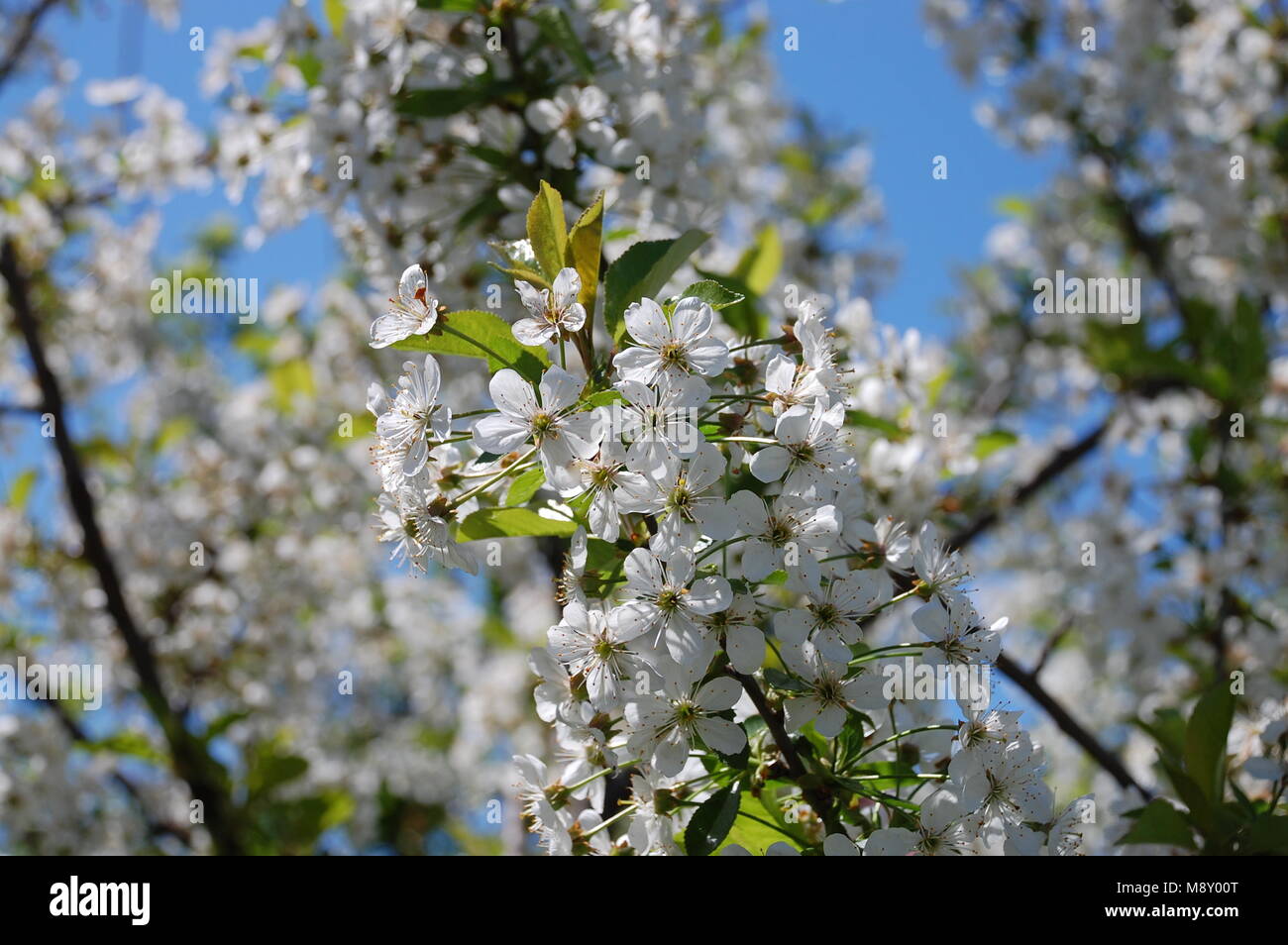 Sour cherry flowering prunus cerasus hi-res stock photography and ...