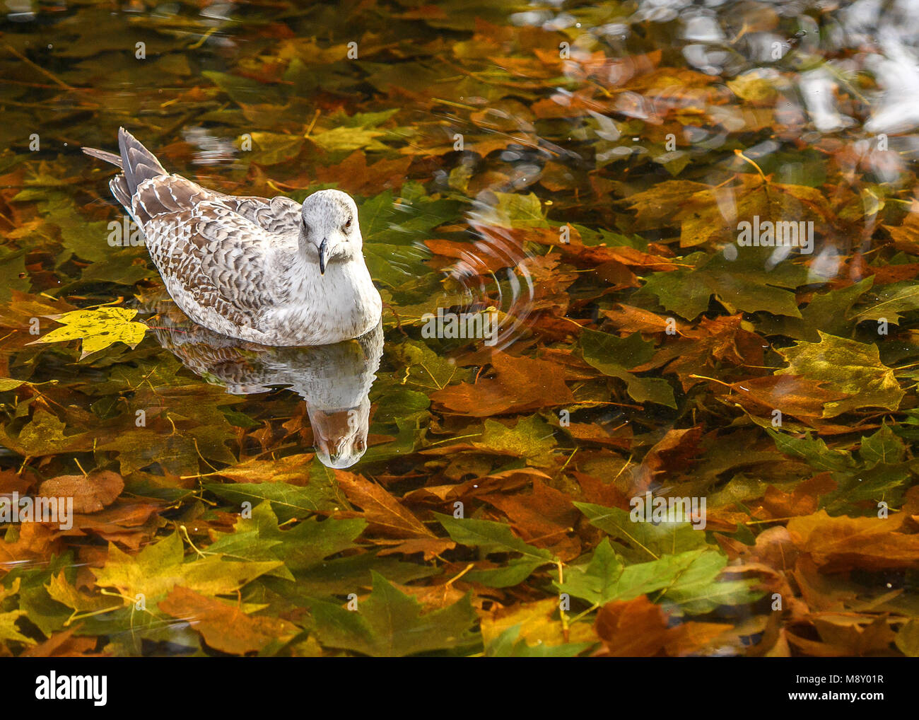 Seagull and water reflection in the fall Stock Photo - Alamy
