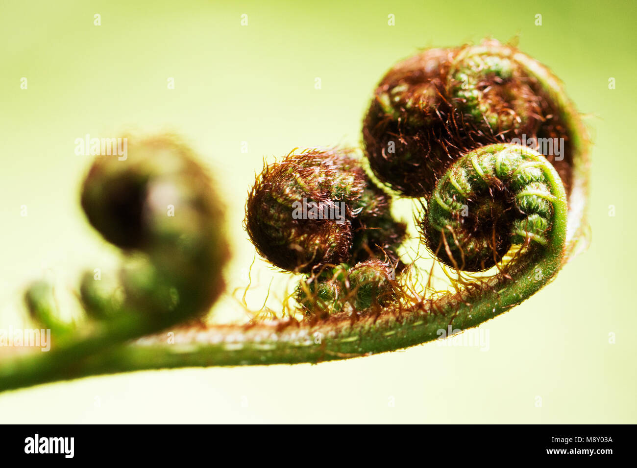 An unfolding fiddlehead fern on a green background Stock Photo - Alamy