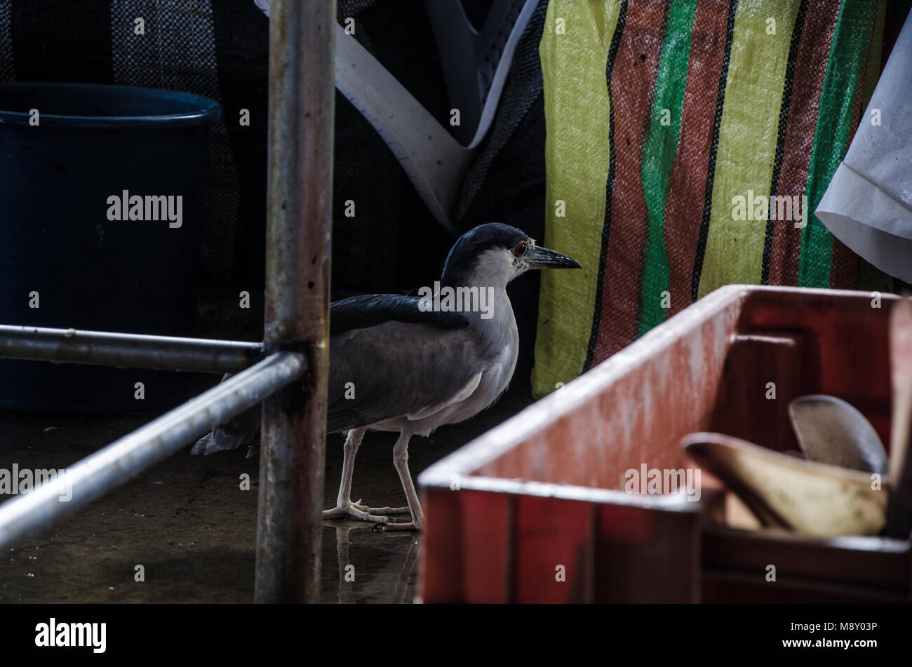 Gull peru hi-res stock photography and images - Alamy
