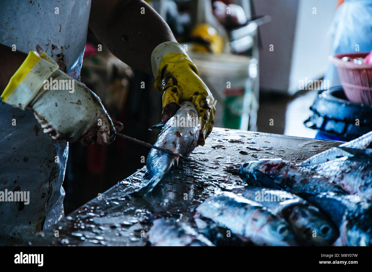 Preparing the fish, removing the scales from the fish so that it can be ...