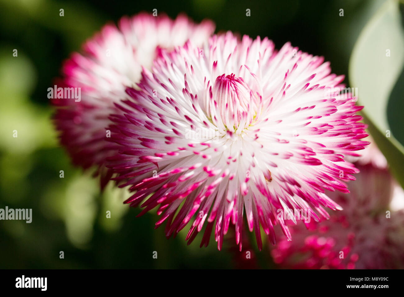 Pink primrose hi-res stock photography and images - Alamy