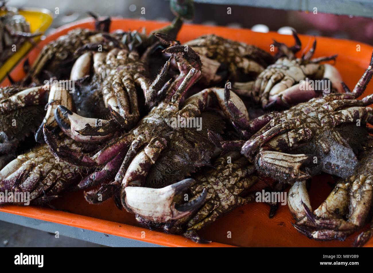 Crab In Peru High Resolution Stock Photography and Images - Alamy