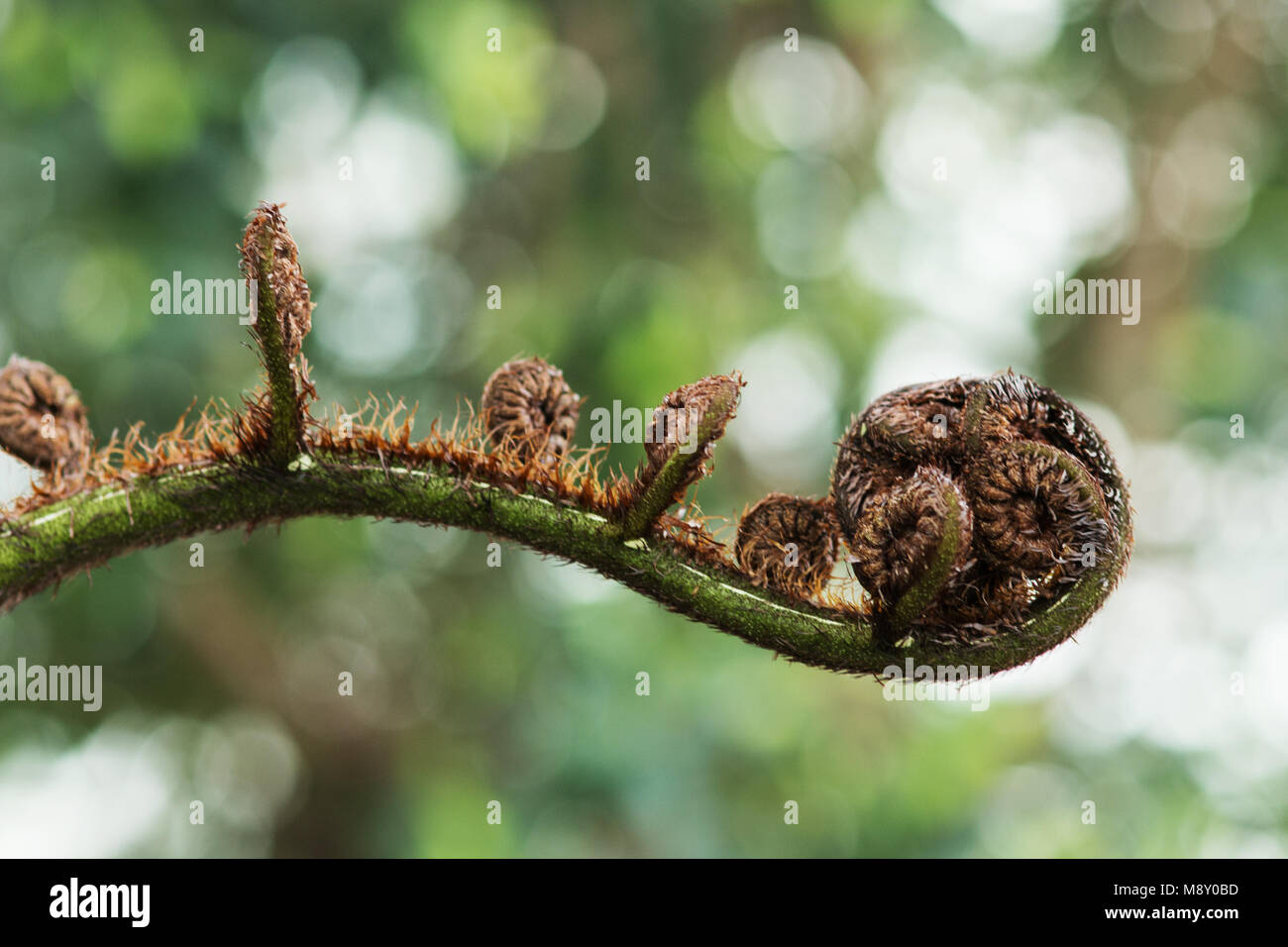 Fiddlehead fern hi-res stock photography and images - Alamy