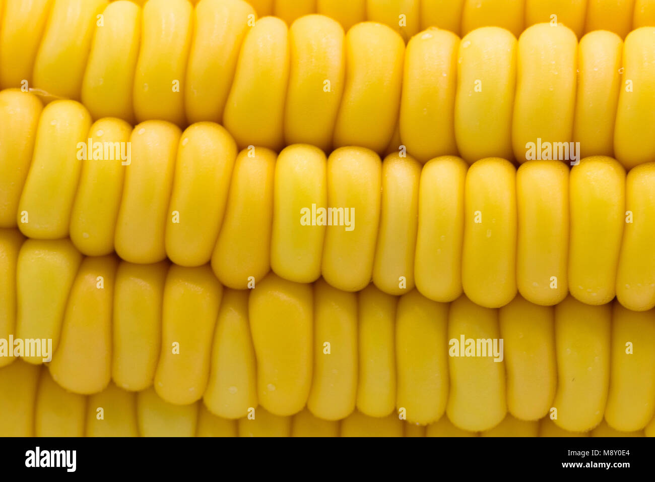 Yellow corn raw isolated on white background, front view from the top ...