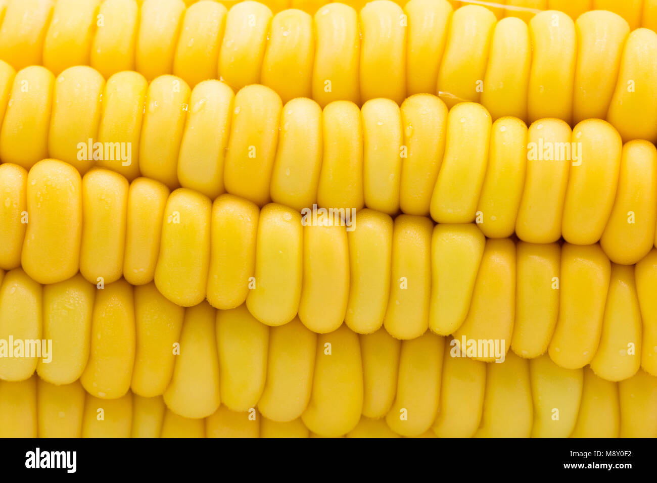 Yellow corn raw isolated on white background, front view from the top ...