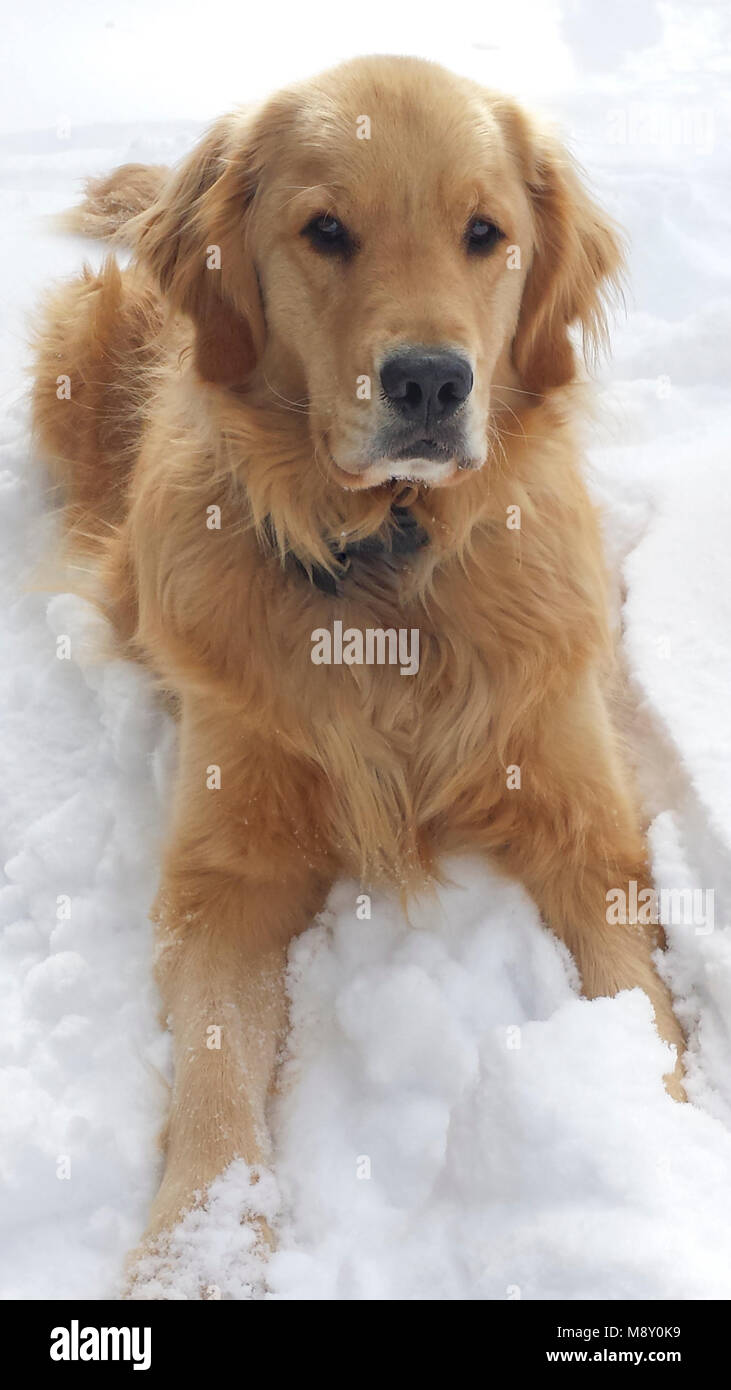 Male golden retriever hi-res stock photography and images - Alamy