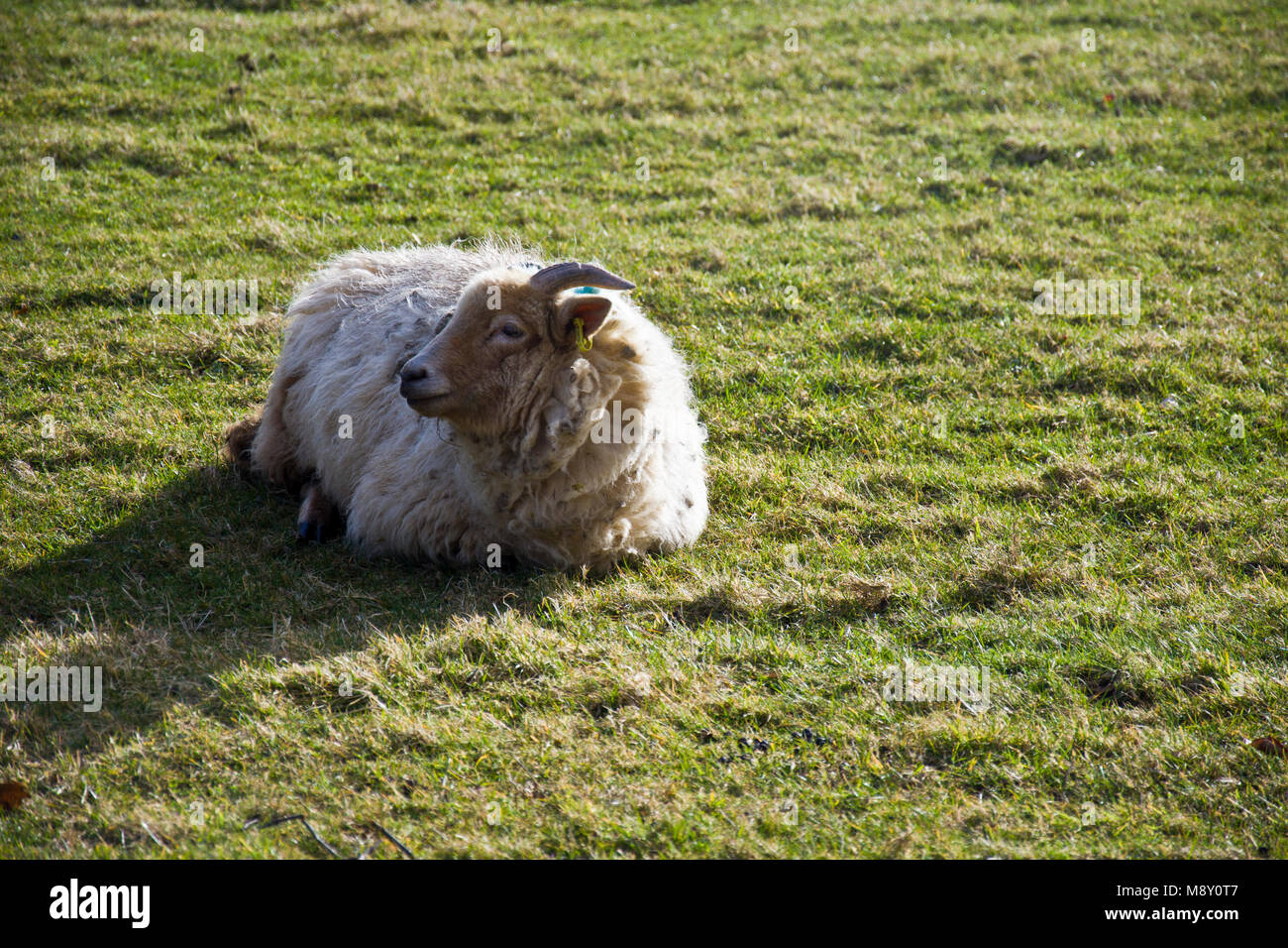 English sheep breeds hi-res stock photography and images - Alamy