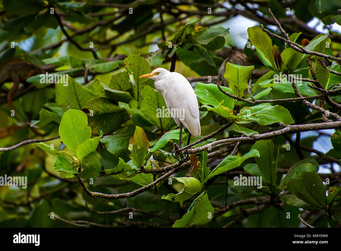 World-class tourist destination. Costa Rica, tropical paradise Stock ...