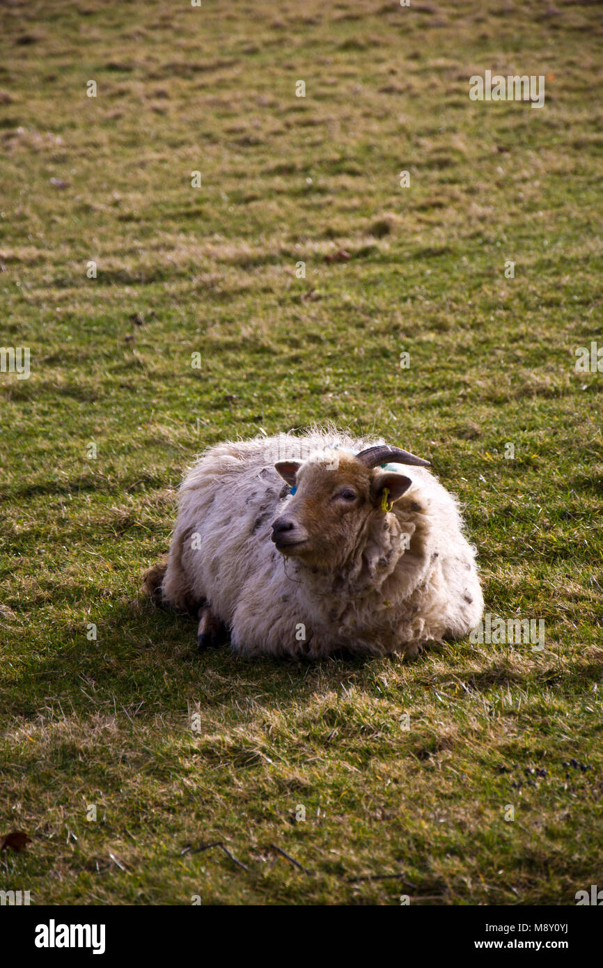 British sheep breeds hi-res stock photography and images - Alamy