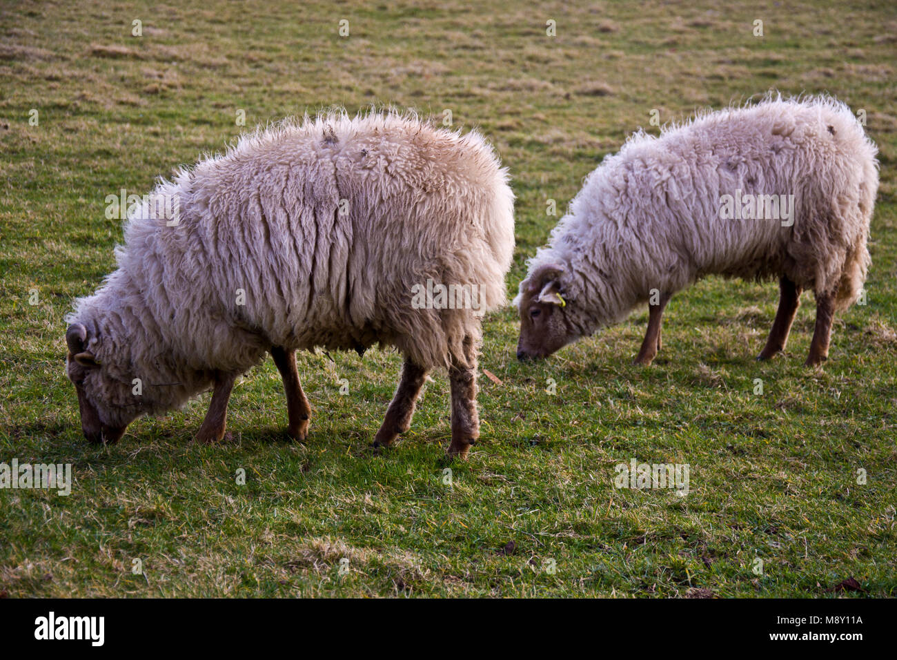 Roast head of sheep hi-res stock photography and images - Alamy