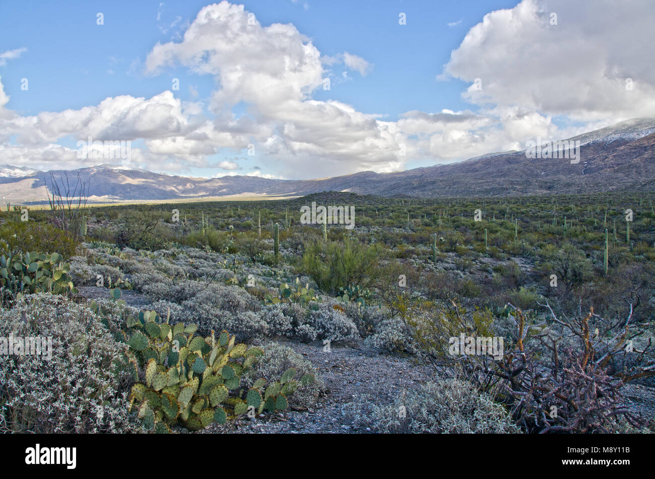 A forest of giant saguaro cacti dominate the landscape in Saguaro ...