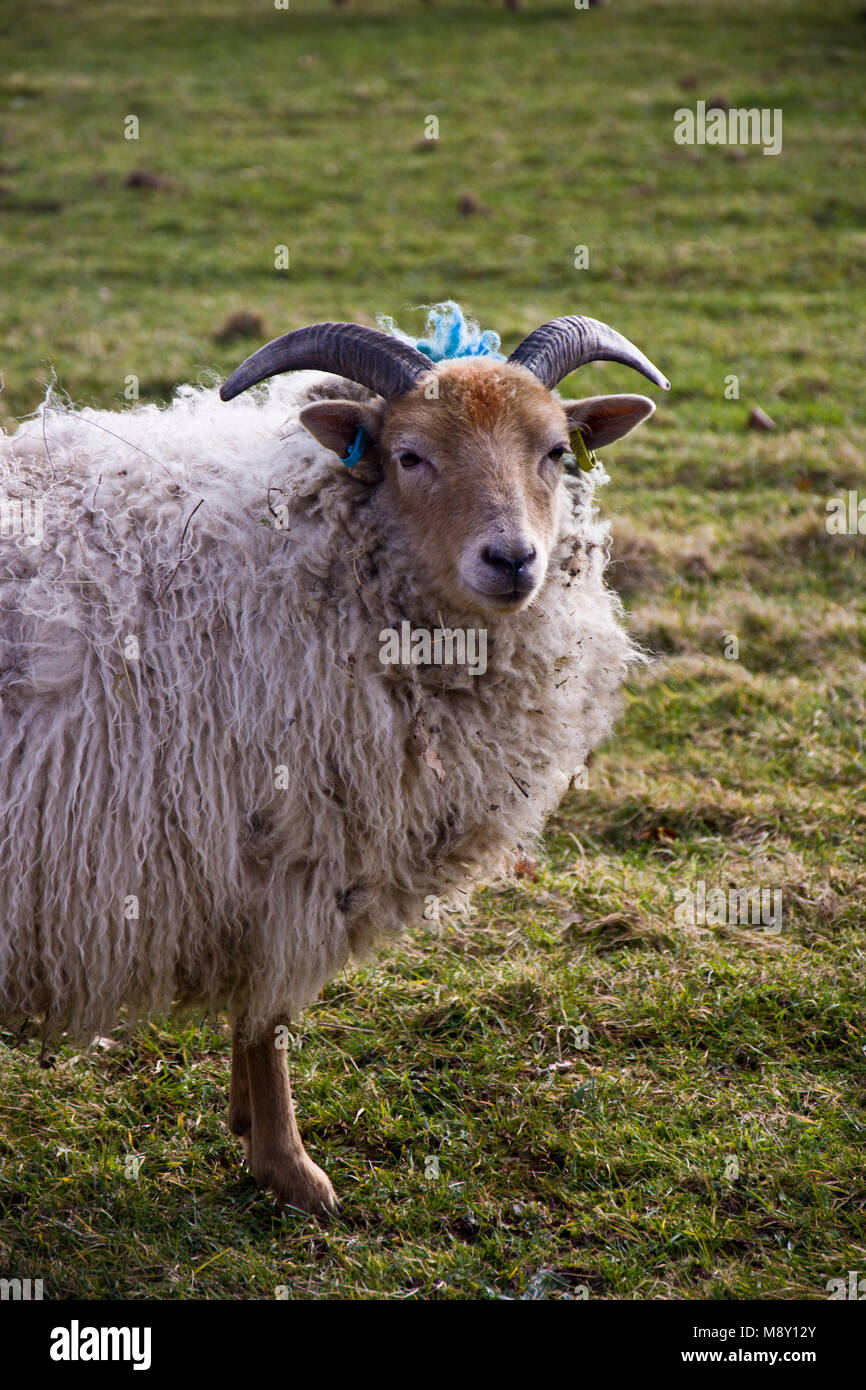 Roast head of sheep hi-res stock photography and images - Alamy