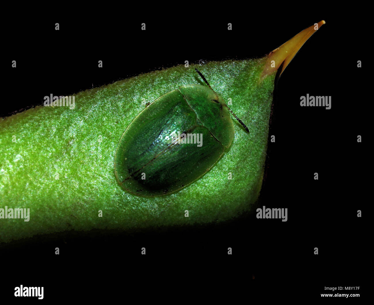 Beatle leaf hi-res stock photography and images - Alamy