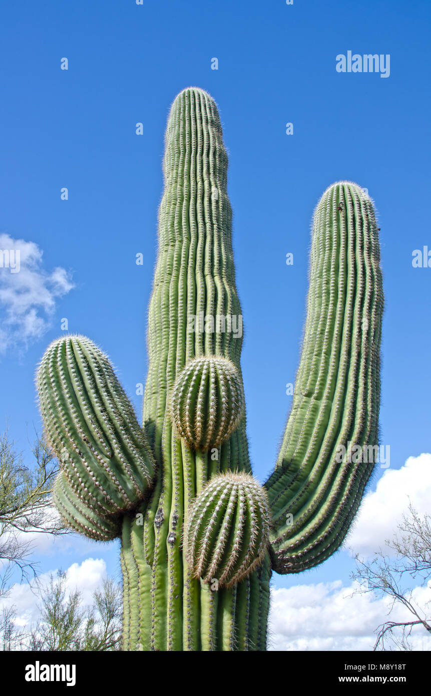 A giant saguaro cactus overlooks Saguaro National Monument near Tucson ...