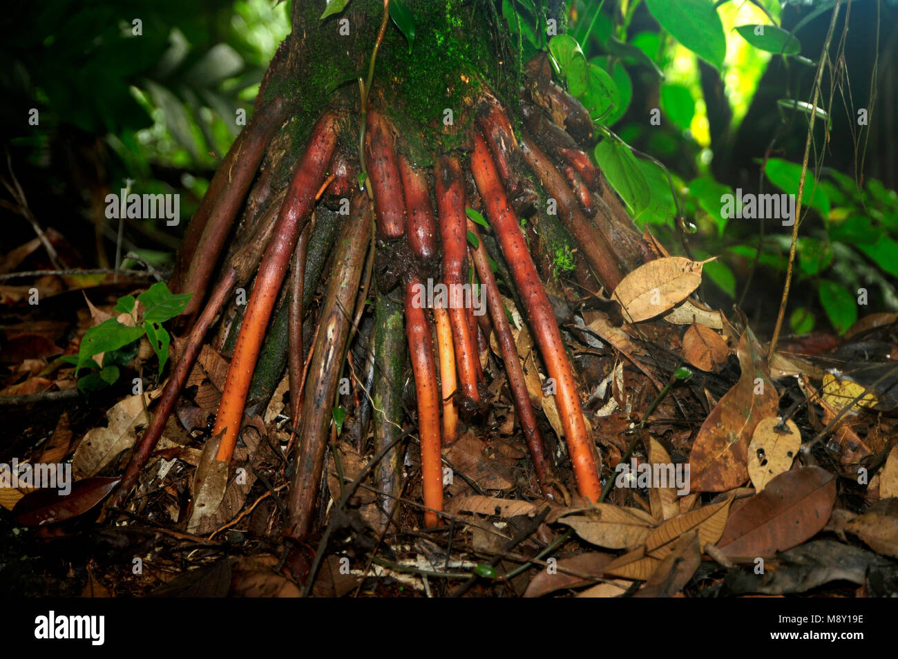 Mangrove roots detail High Resolution Stock Photography and Images - Alamy