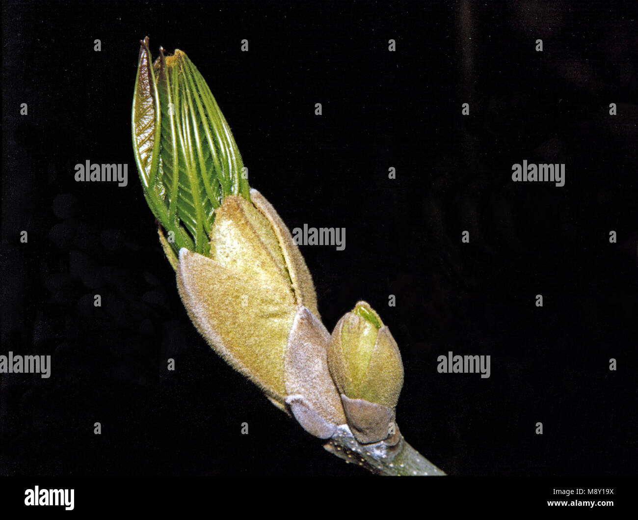 Ash-tree gemma close-up Stock Photo - Alamy