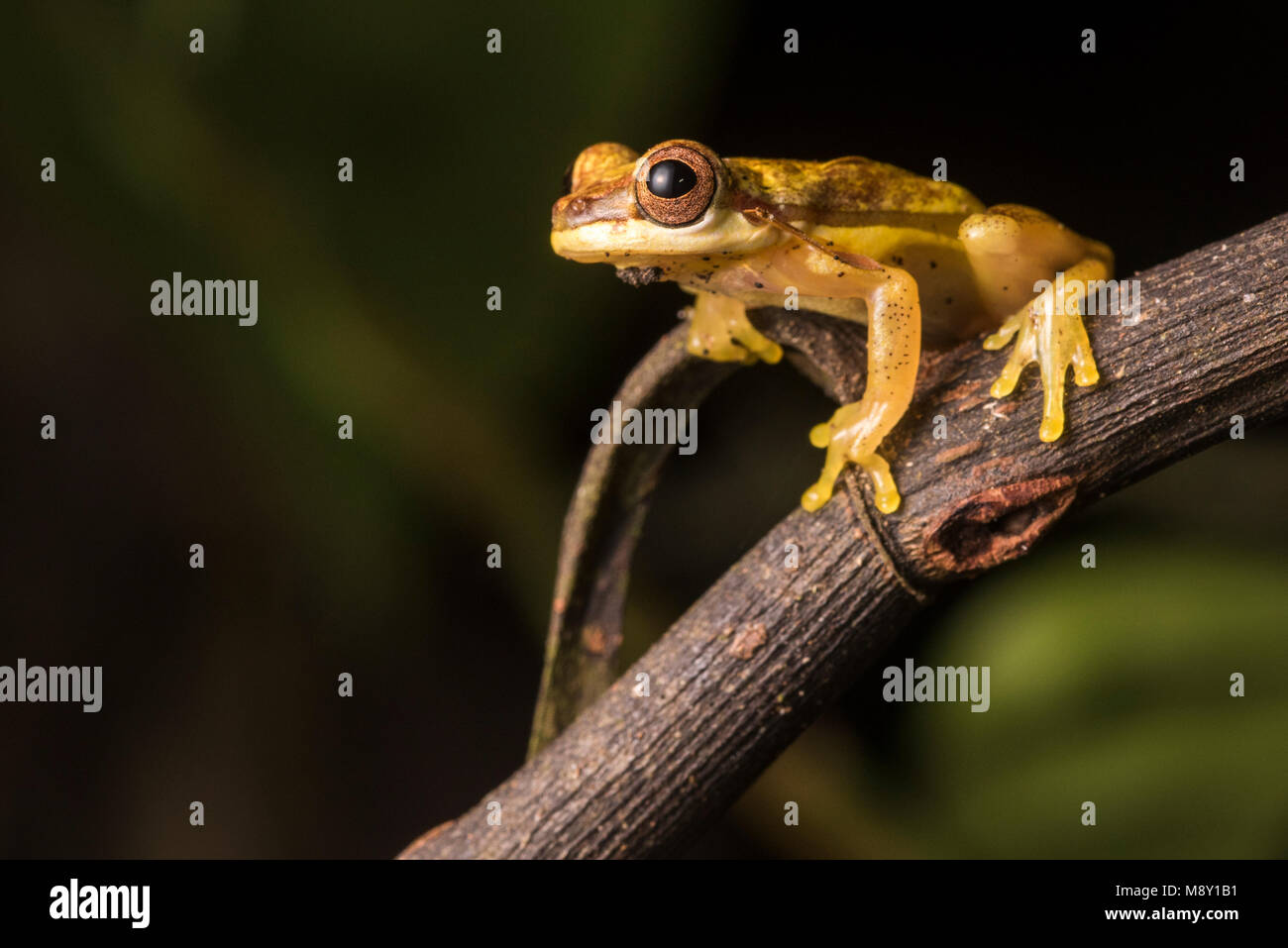 A bright yellow clown tree frog (Dendropsophus species) from the jungle ...