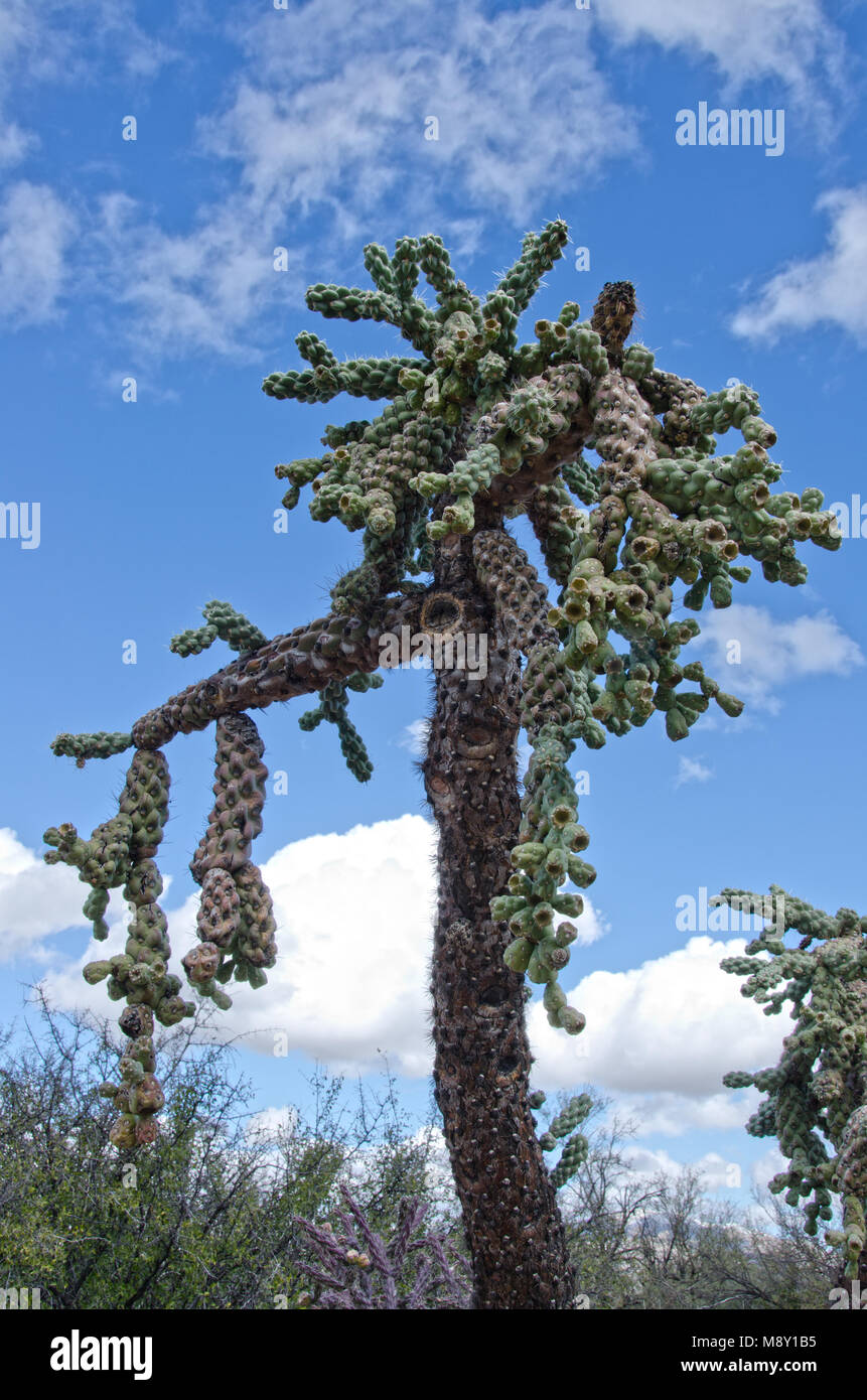 Chain Fruit Cholla