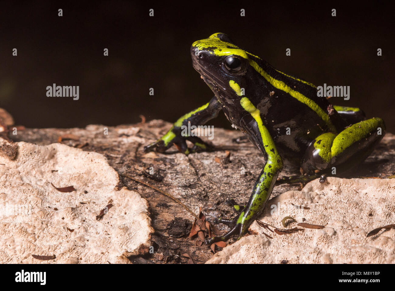 A brightly colored and toxic poison frog, Ameerega trivittata, from ...
