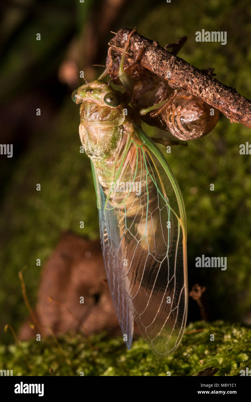A cicada sheds its old shell and emerges anew. It will hang here until ...