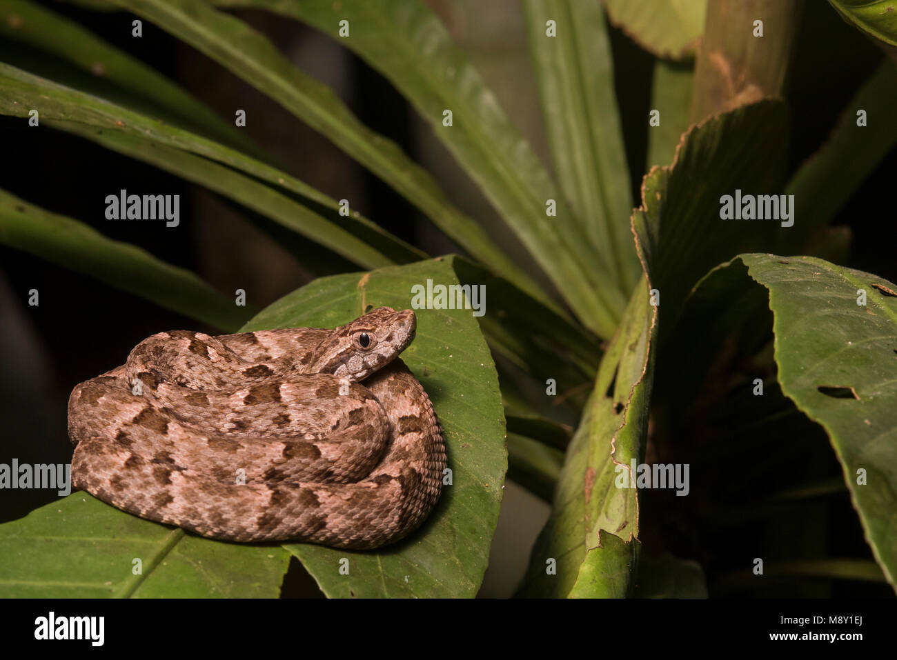 Curled up snake hi-res stock photography and images - Alamy