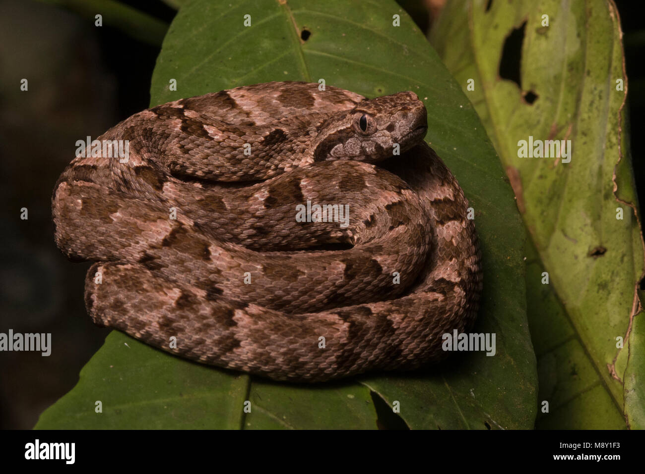 Fer De Lance Snake Necrosis