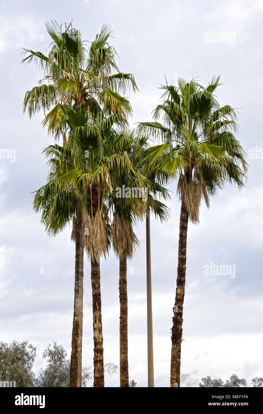 Arizona palm tree hi-res stock photography and images - Alamy