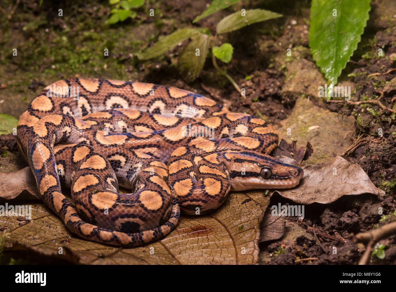 A peruvian rainbow boa (Epicrates cenchria gaigeae) from the jungle in ...