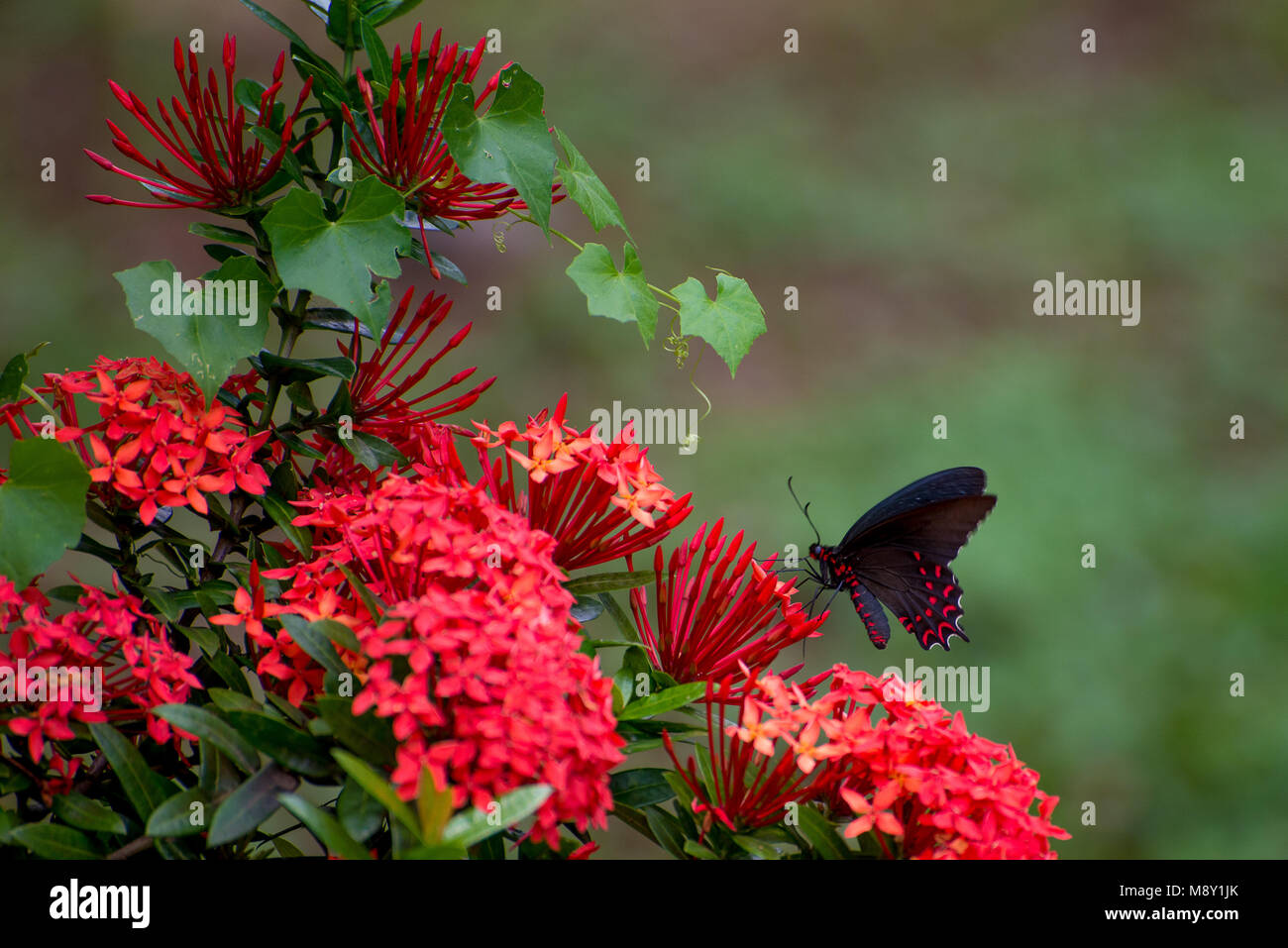 World-class tourist destination. Costa Rica, tropical paradise Stock ...
