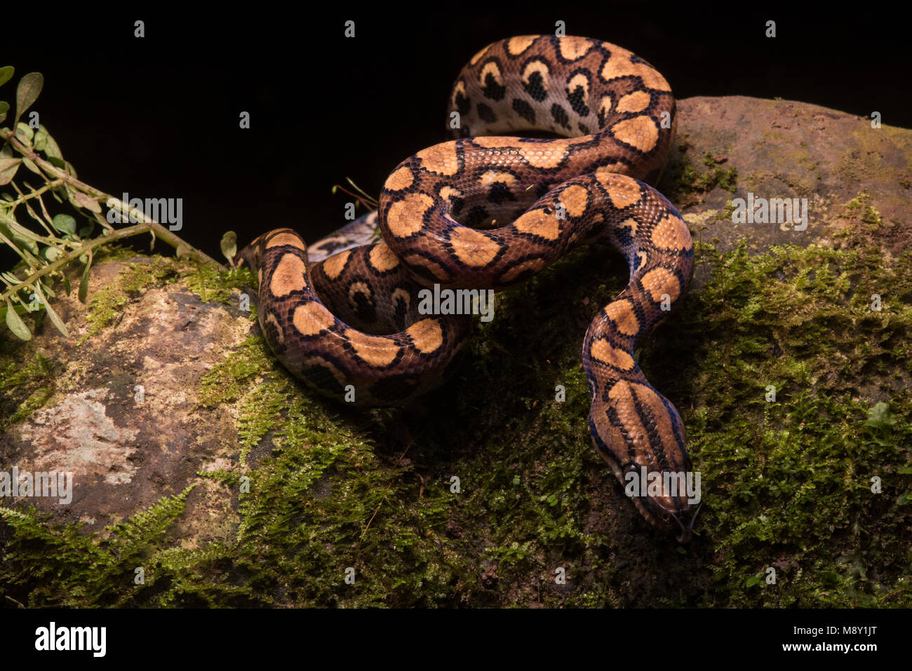 A peruvian rainbow boa (Epicrates cenchria gaigeae) from the jungle in ...