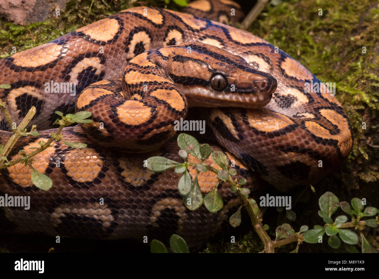 Rainbow boa in the wild hi-res stock photography and images - Alamy