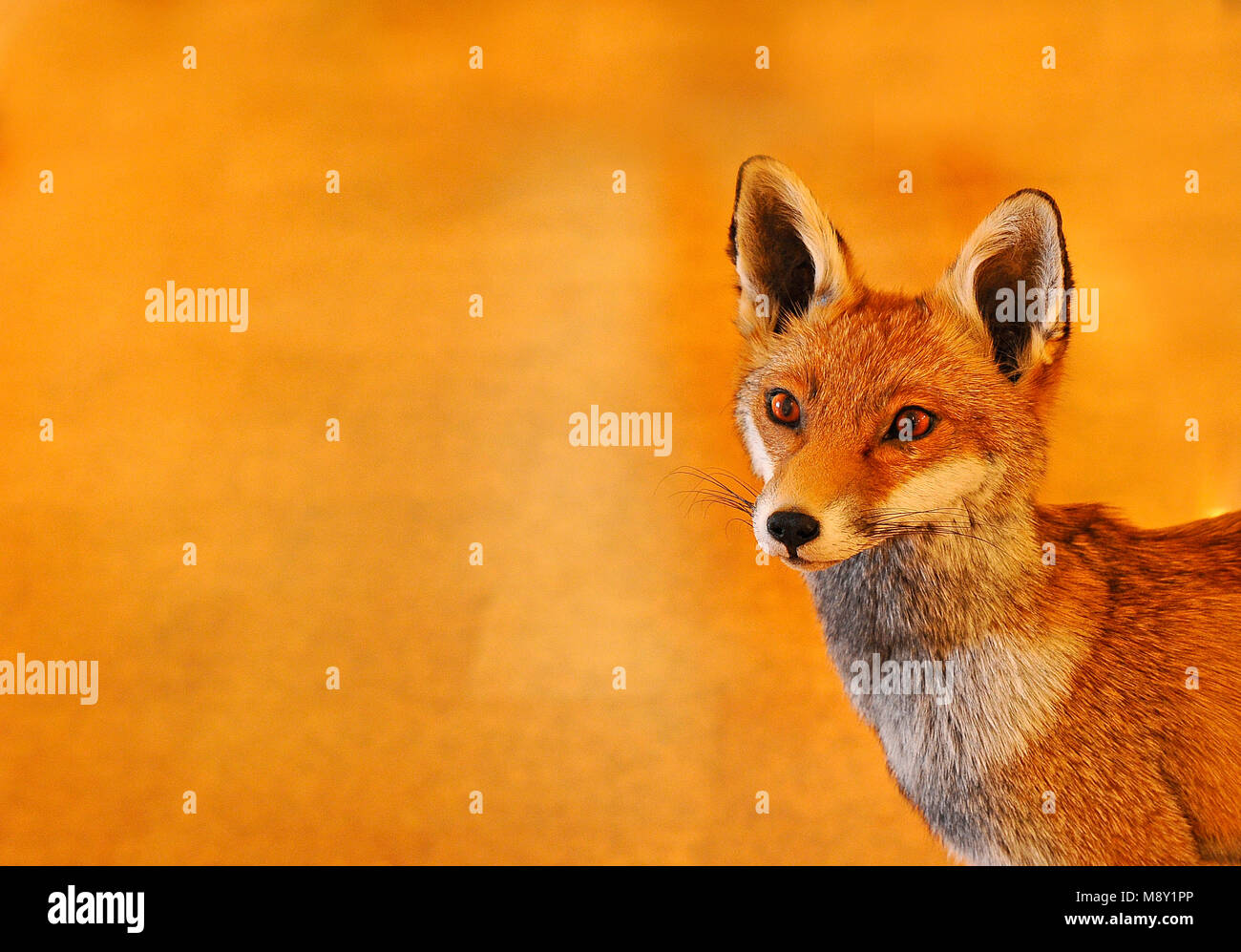 Red fox taxidermy display hi-res stock photography and images - Alamy