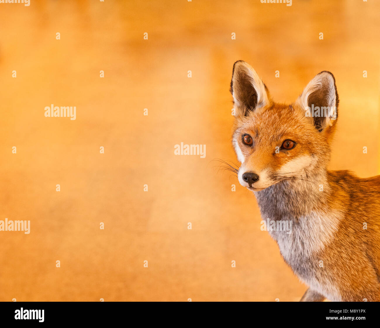 Stuffed Red Fox Stock Photo - Alamy