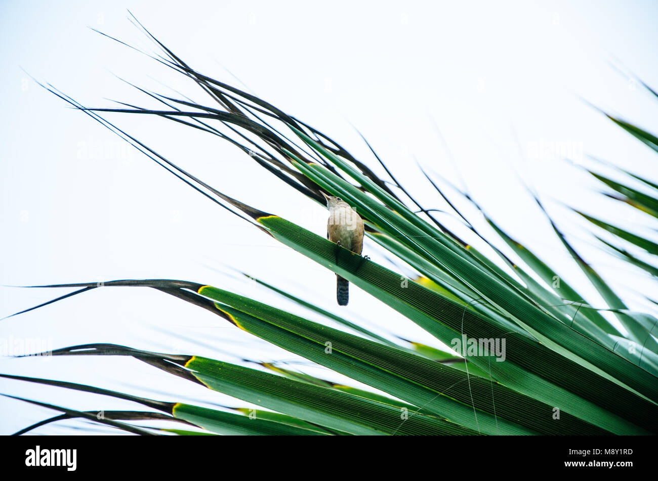 Sparrow on a leaf of a palm tree singing Stock Photo - Alamy