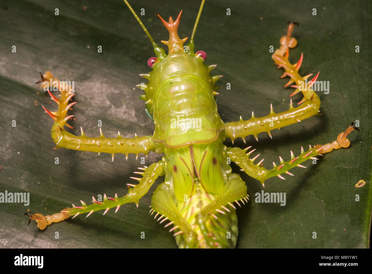 A spiny & predatory katydid from the Peruvian jungle Stock Photo - Alamy